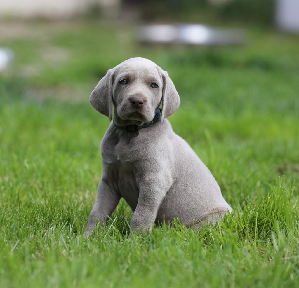 Welpen, Weimaraner, silberne Weimaraner